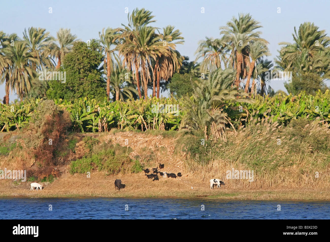 Egypt: Nile landscape Stock Photo - Alamy