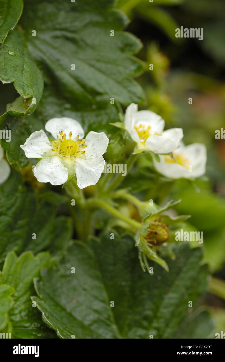 Cultivated Strawberry plant flowers Stock Photo - Alamy