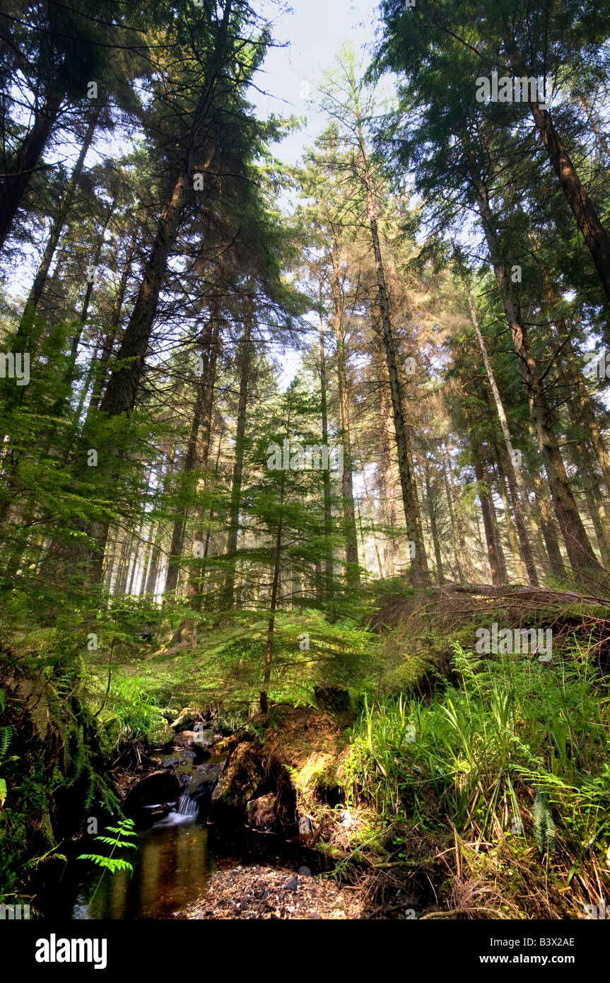Gortin glen forest park hi-res stock photography and images - Alamy