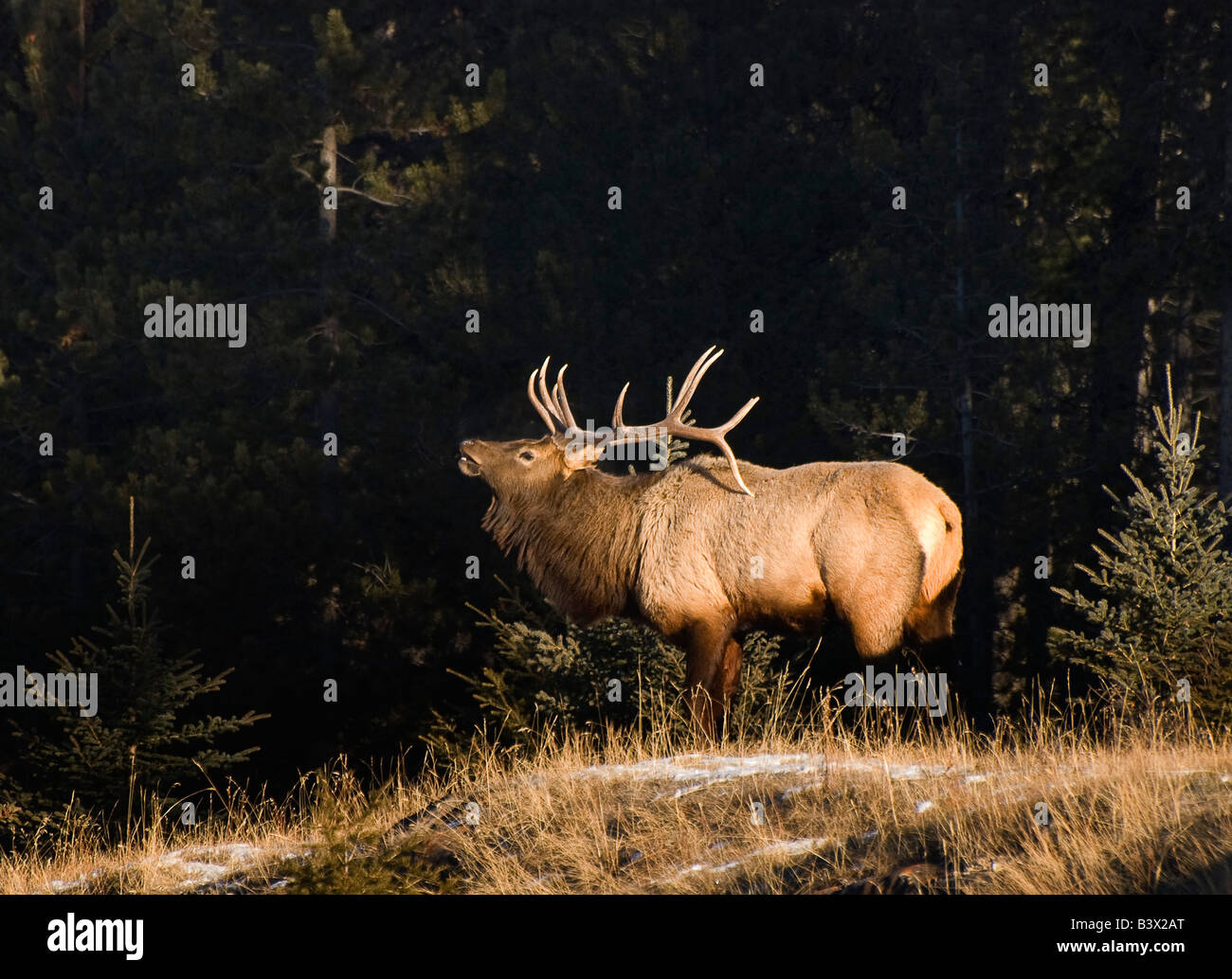 Elk in forest, Banff National Park, Alberta, Canada Stock Photo - Alamy
