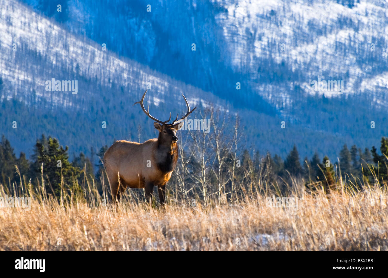 Elk in forest, Banff National Park, Alberta, Canada Stock Photo - Alamy