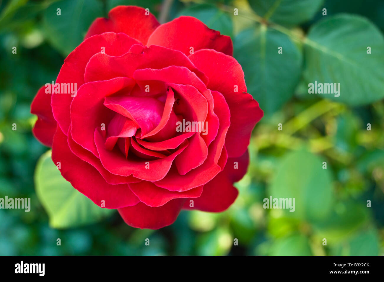 Full red rose in summer garden Stock Photo - Alamy