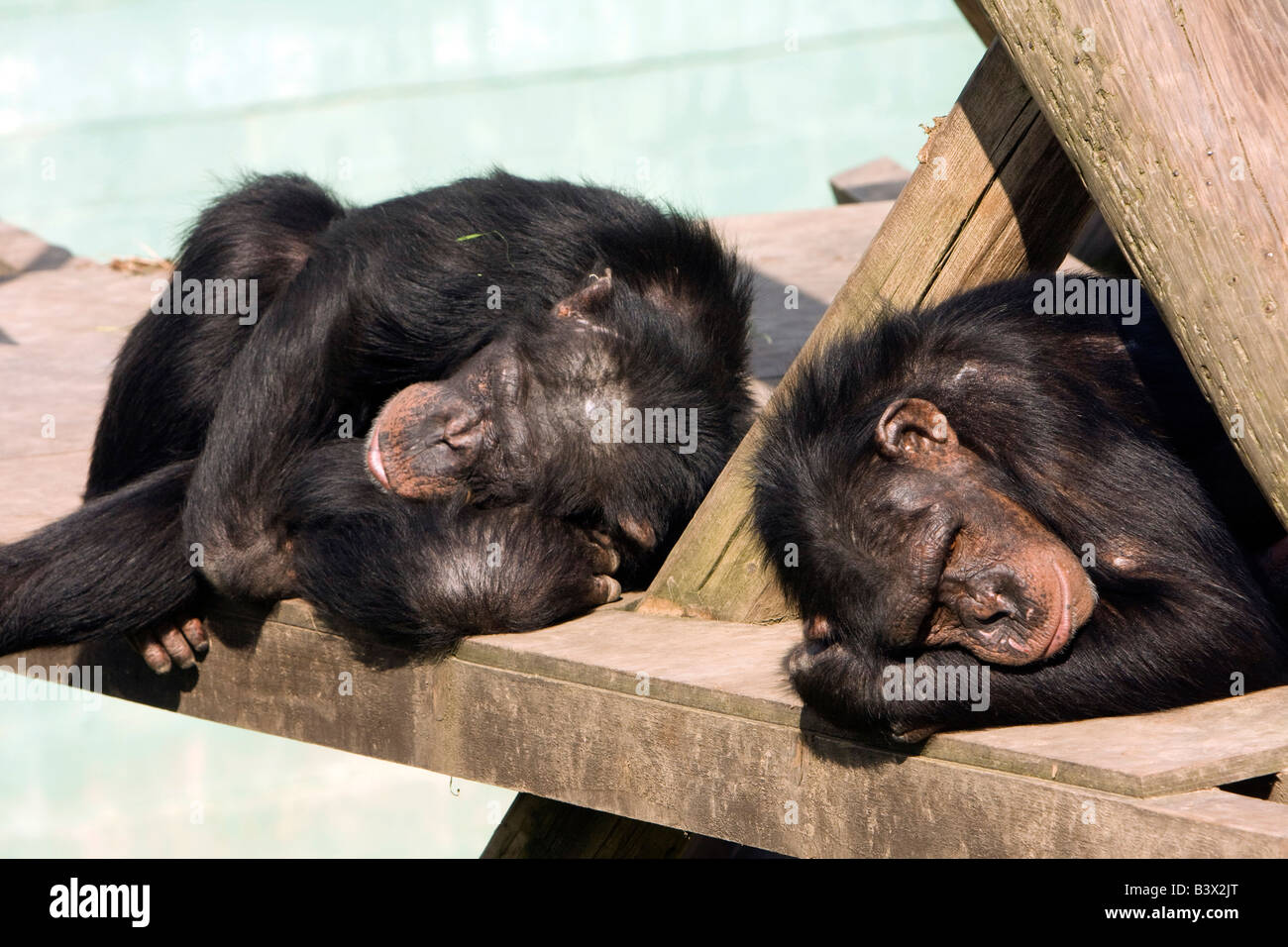 Zoo chimpanzee hi-res stock photography and images - Alamy