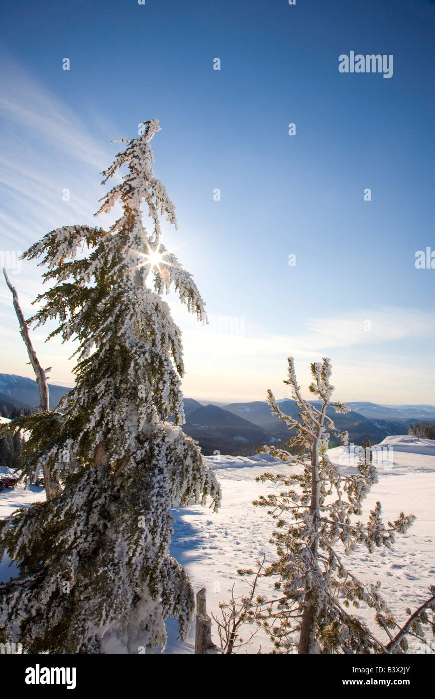 Trees in winter landscape at Mount Hood, Oregon, United States of ...