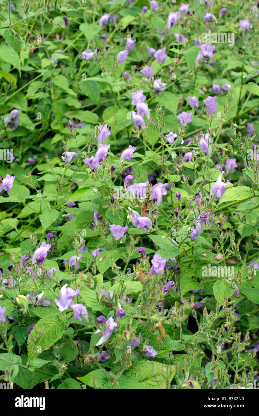 Strobilanthes High Resolution Stock Photography and Images - Alamy