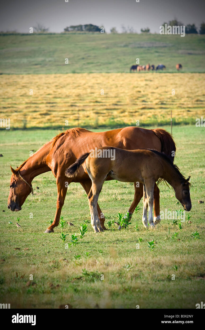 Horse animal foal young mare hi-res stock photography and images - Alamy