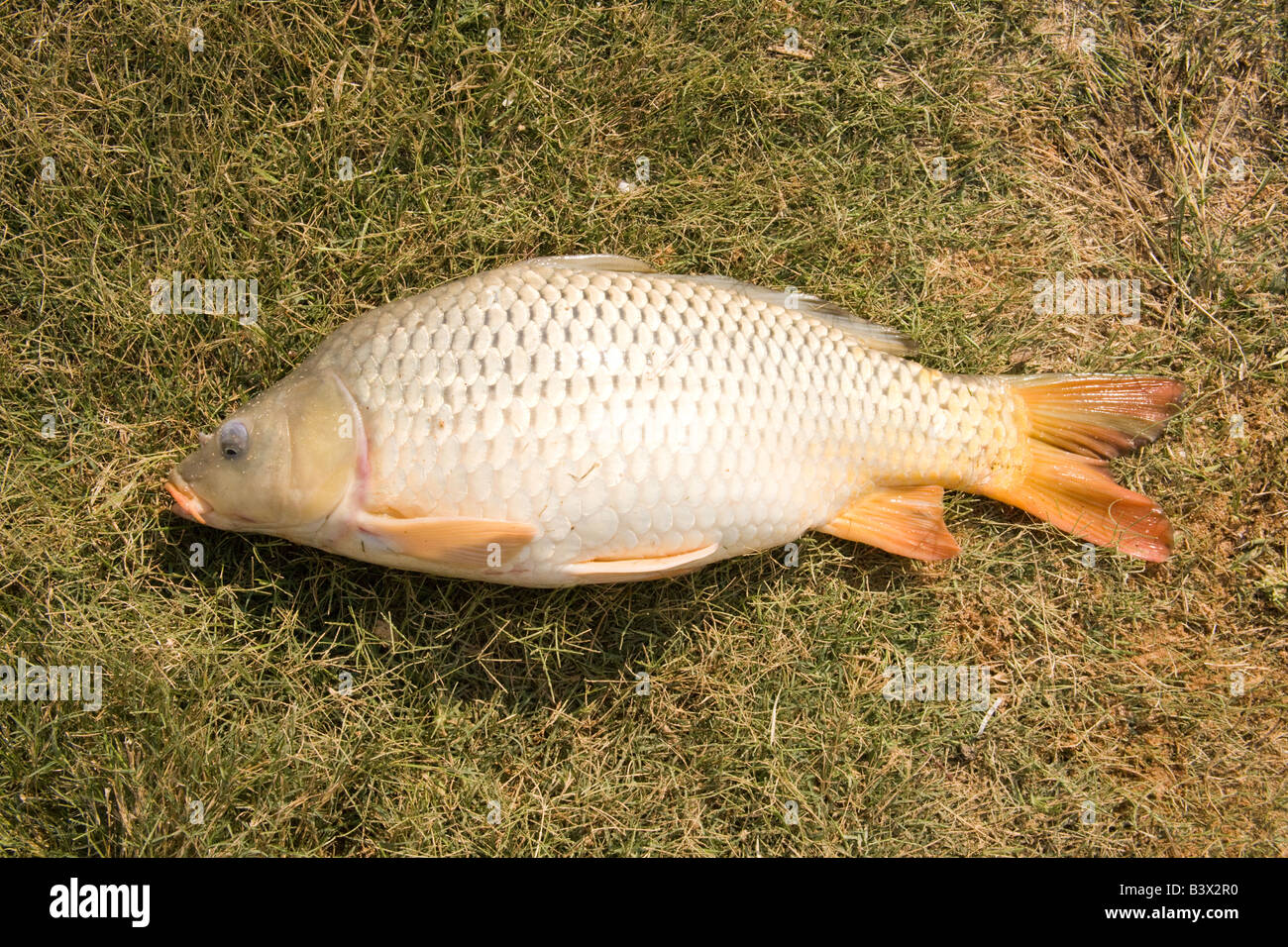 Common carp hi-res stock photography and images - Alamy