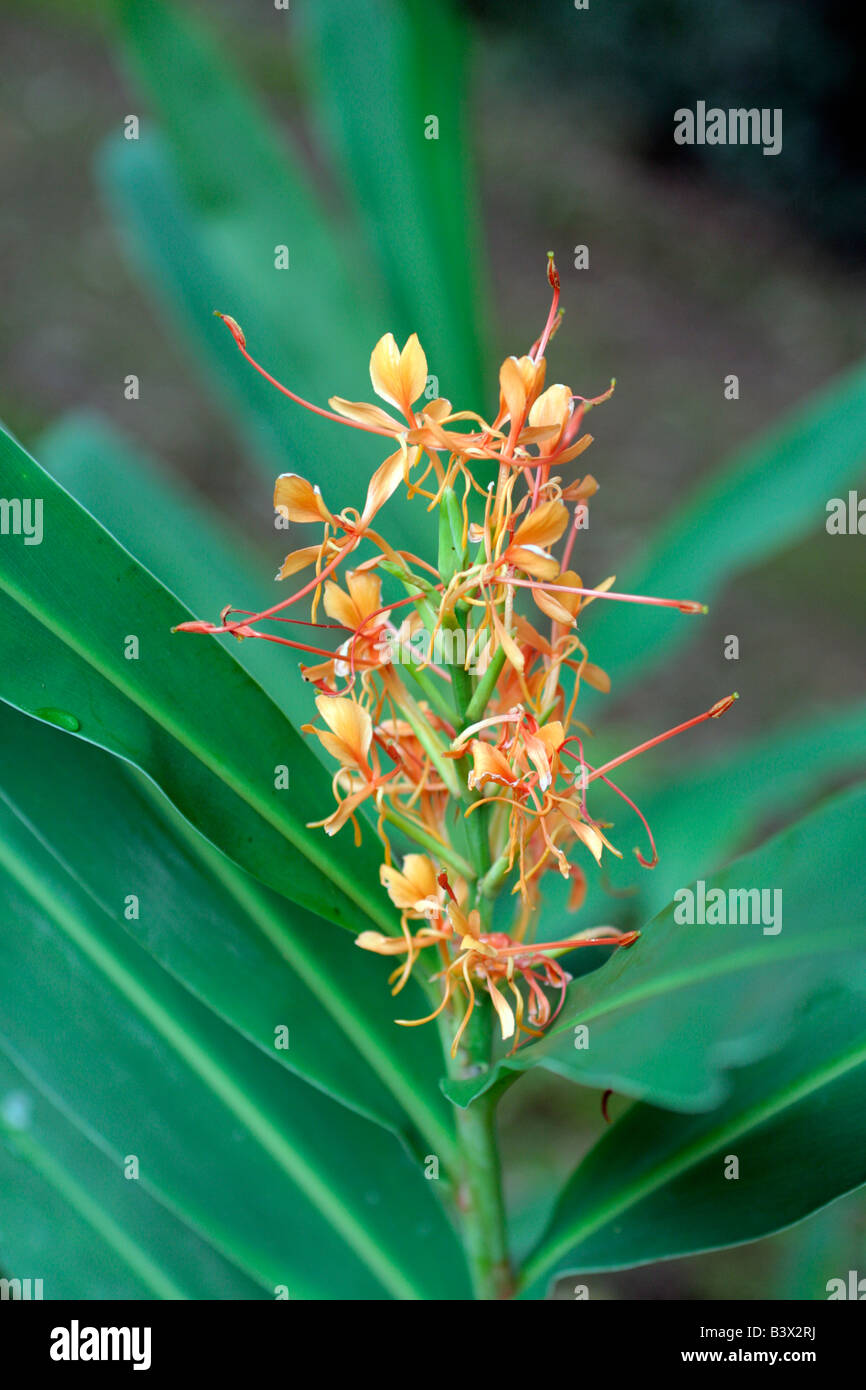 Hedychium acuminatum hi-res stock photography and images - Alamy