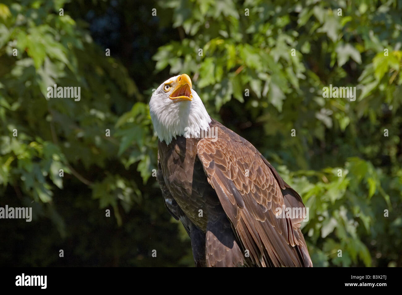 A screaming Bald eagle Stock Photo - Alamy
