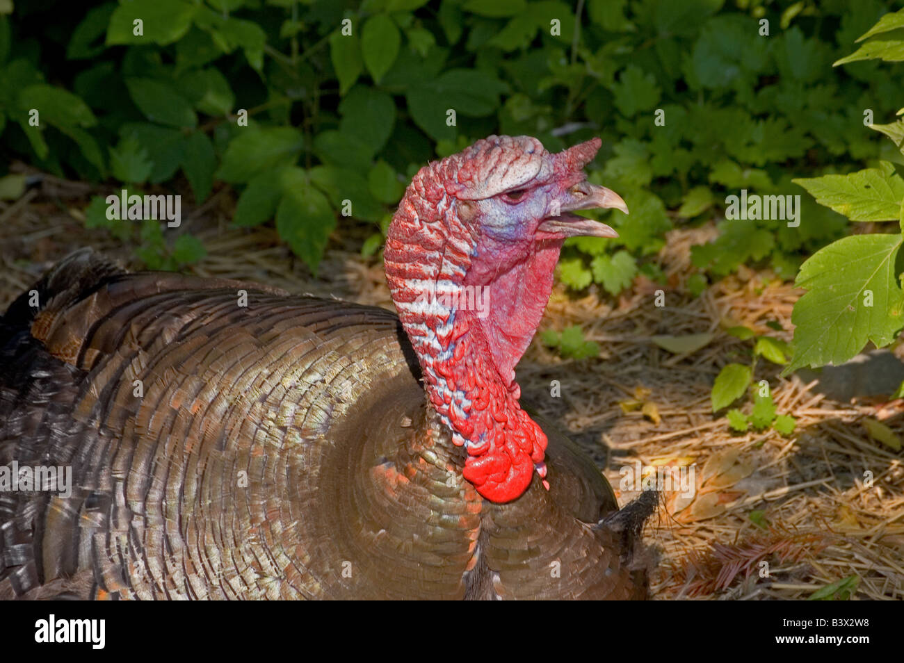Tom turkey hi-res stock photography and images - Alamy