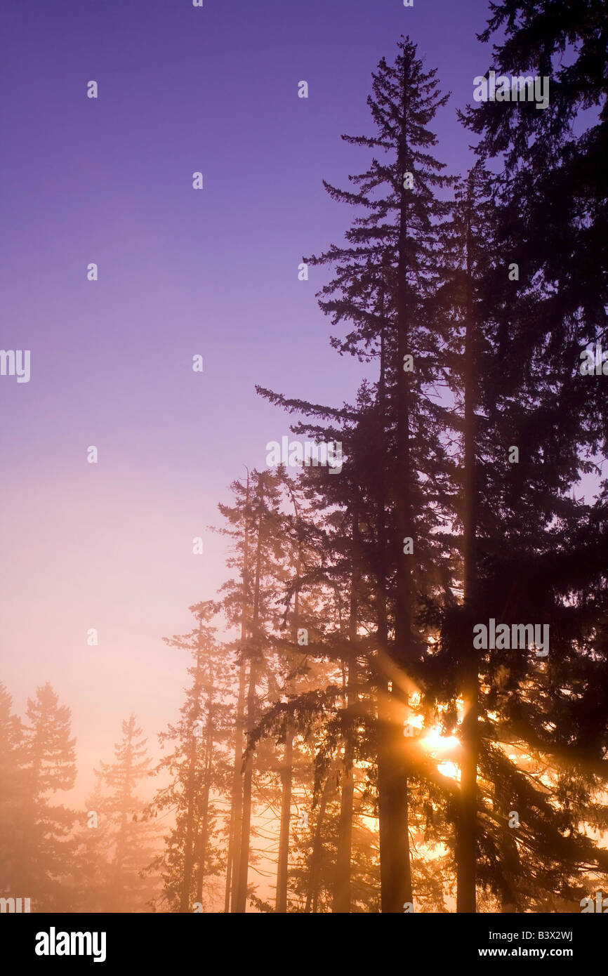 Sun shining through trees Stock Photo - Alamy