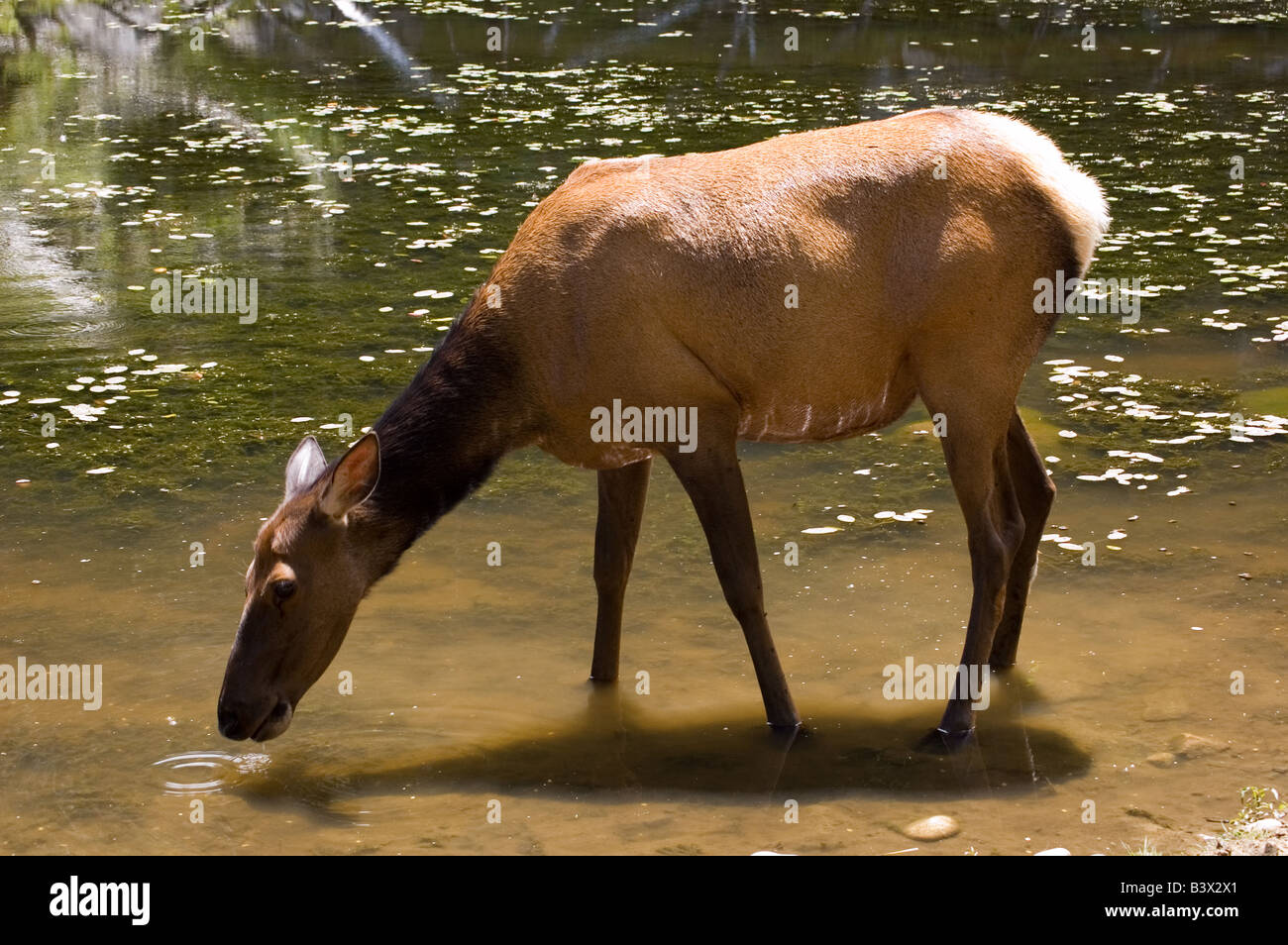 Elk drinking hi-res stock photography and images - Alamy