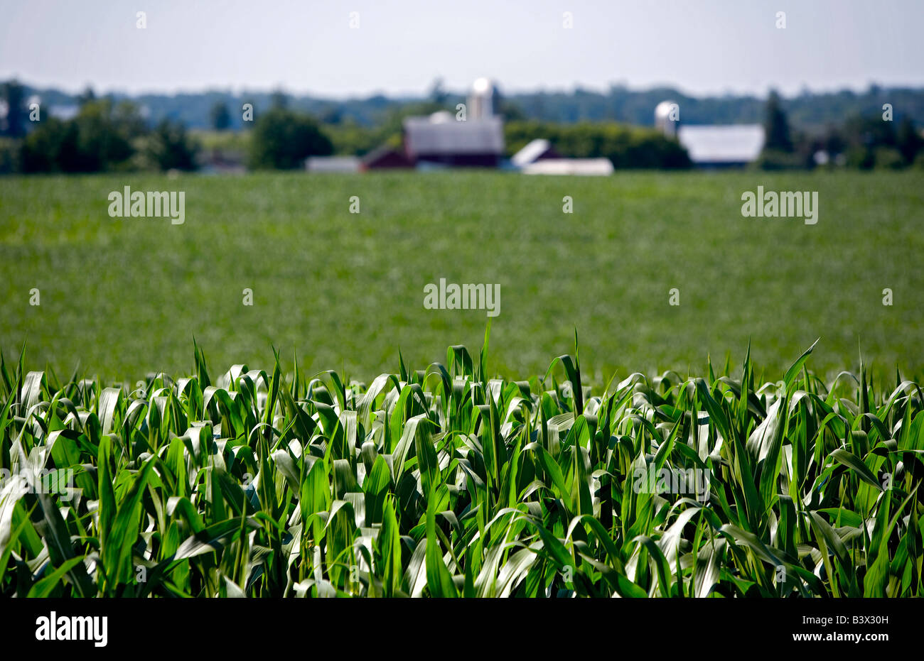 Dairy farming in wisconsin hi-res stock photography and images - Alamy