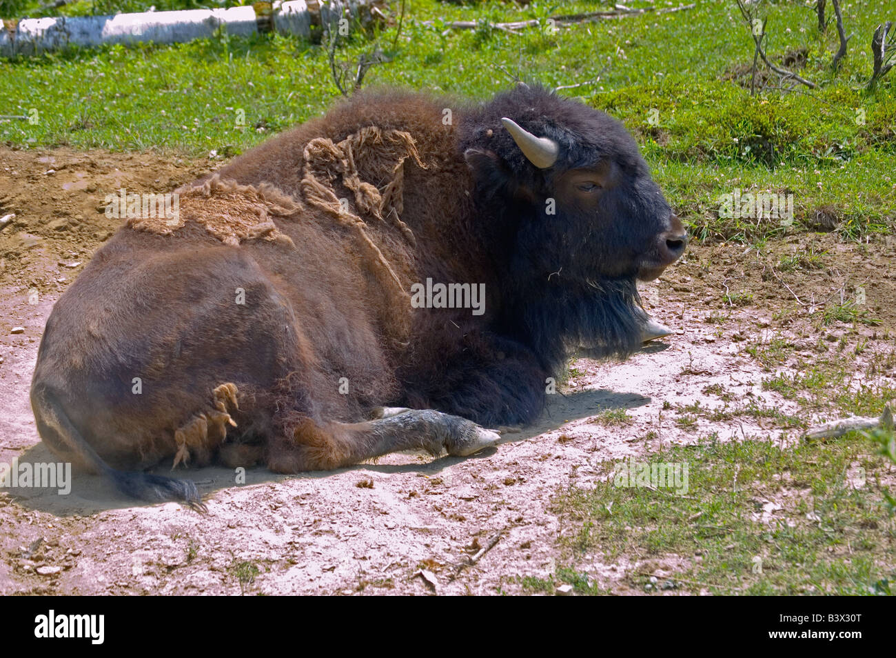 A resting Bison in summer Stock Photo - Alamy