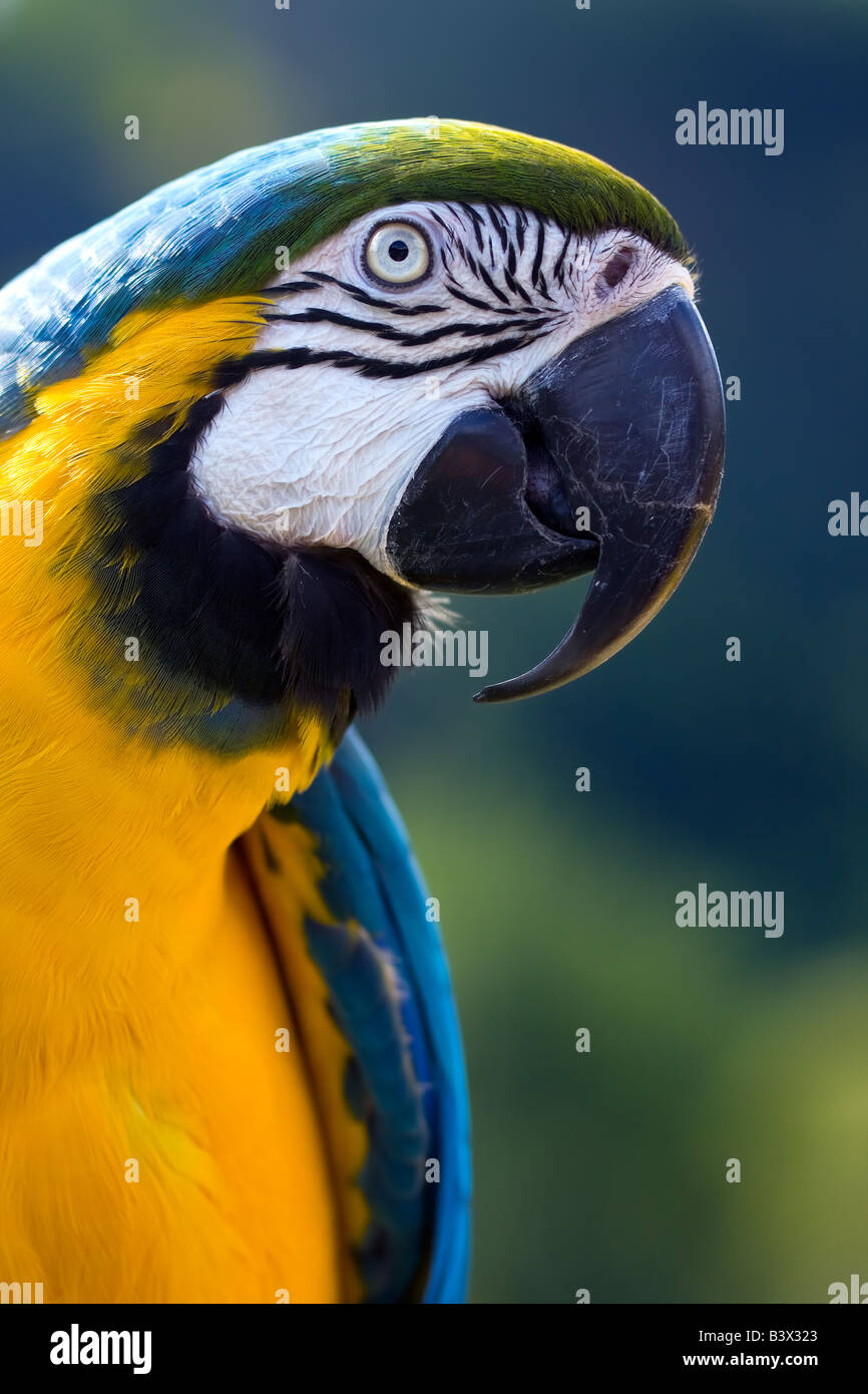 Blue and Yellow Macaw Parrot Stock Photo - Alamy