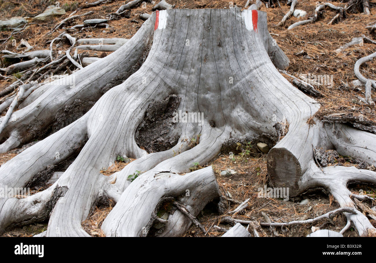 Octopus roots hi-res stock photography and images - Alamy