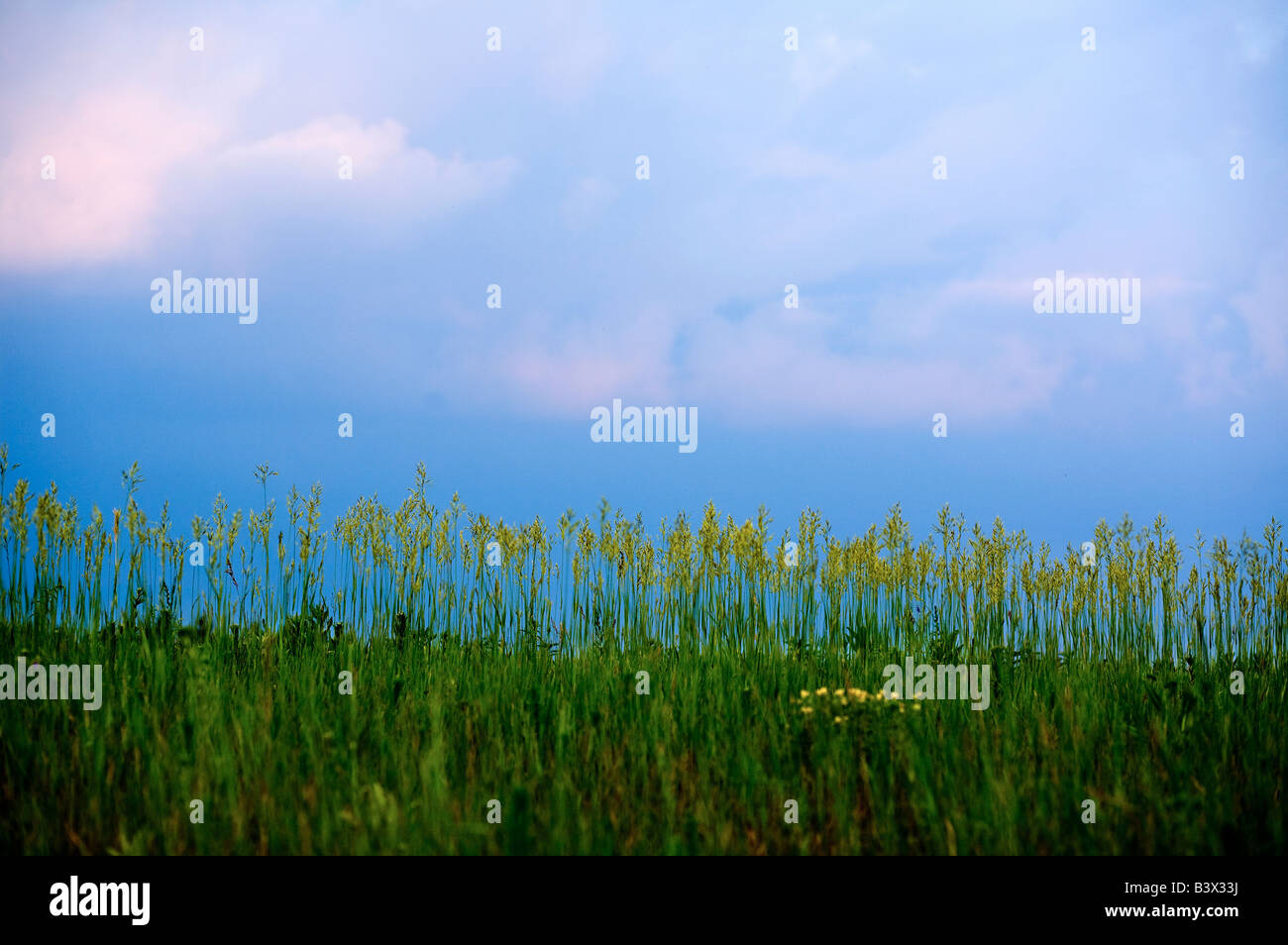 Forage grass hi-res stock photography and images - Alamy