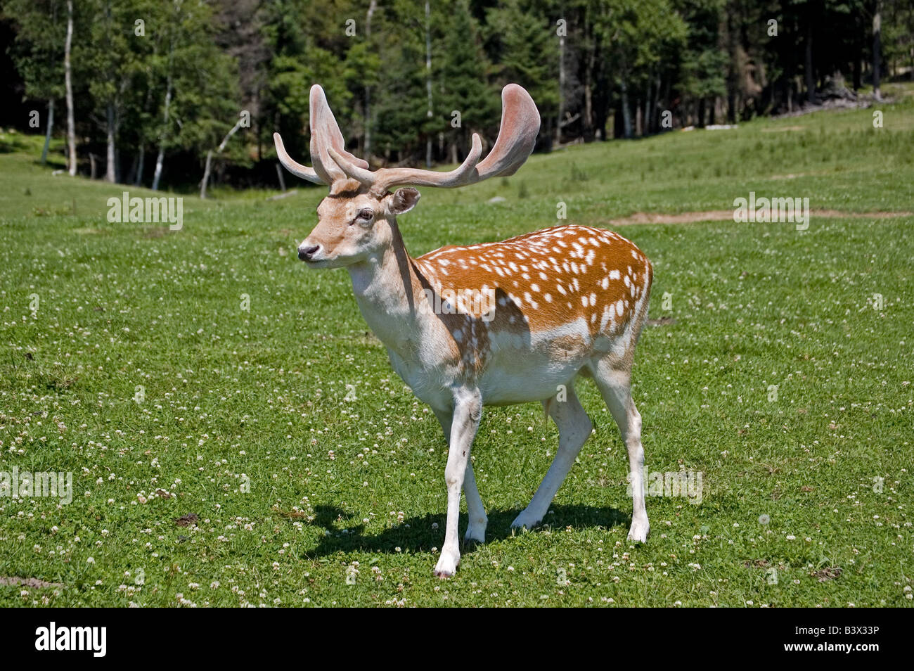 A male fallow Deer Stock Photo - Alamy