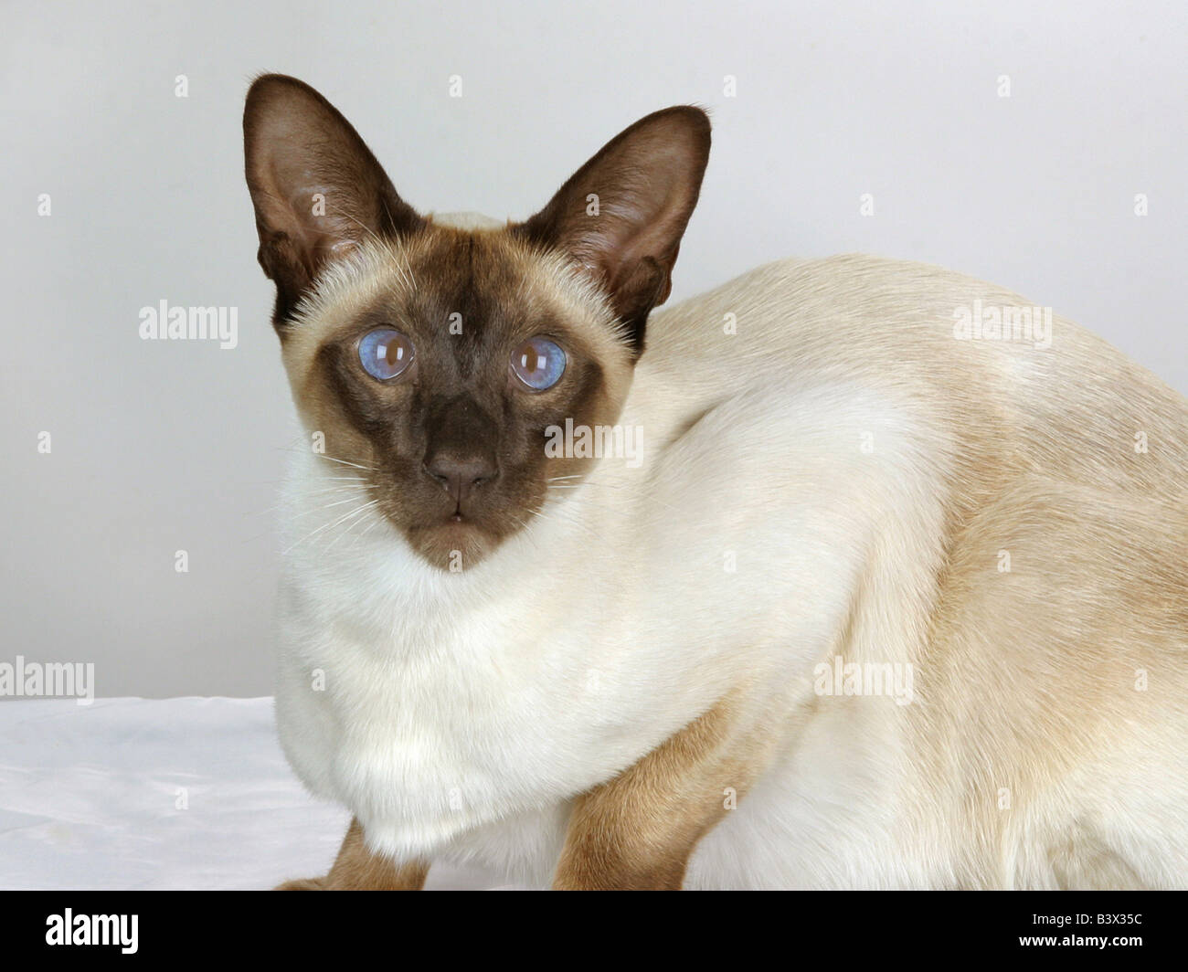 Siamese cat on white background. facing ears up. studio set. 43407 Cat ...