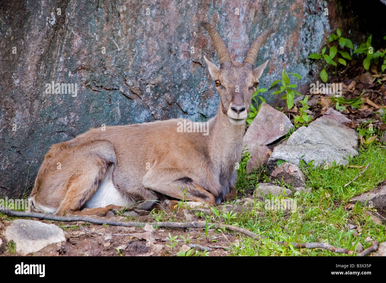 Resting Alpine Ibex Stock Photo - Alamy