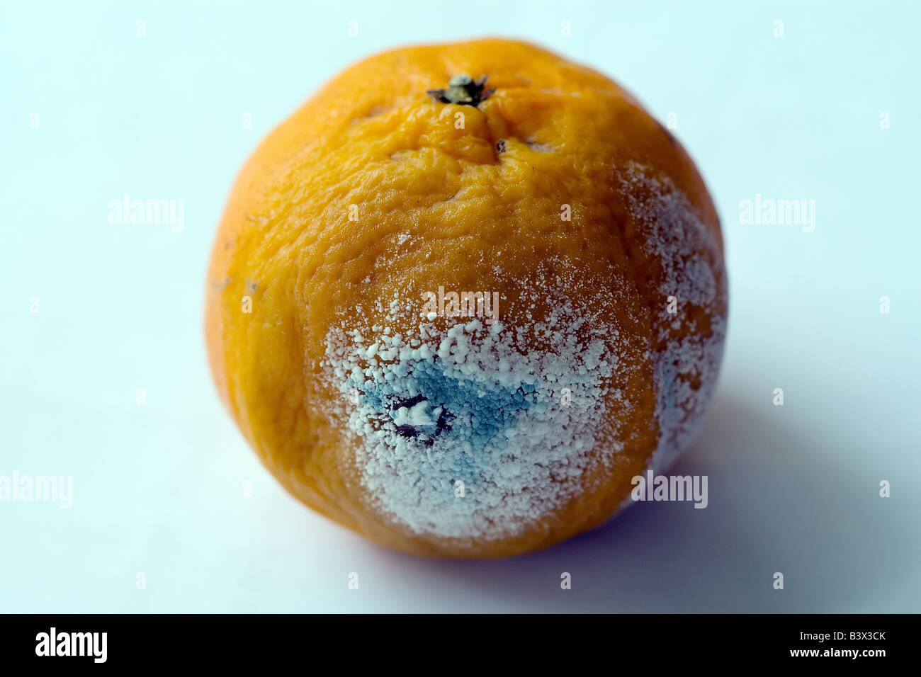 Fruit rotting rot mould mouldy hi-res stock photography and images - Alamy