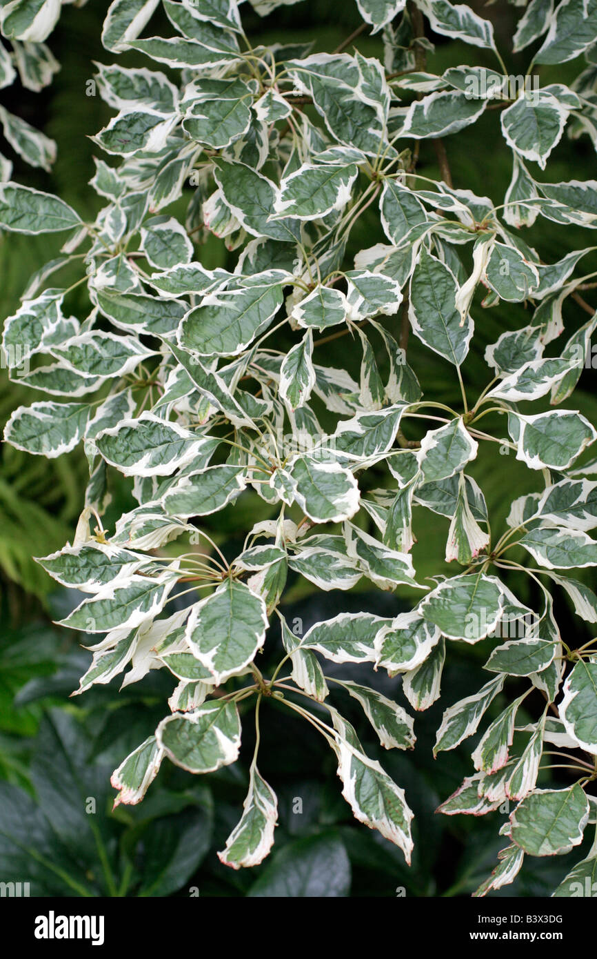 Variegated shrub hi-res stock photography and images - Alamy
