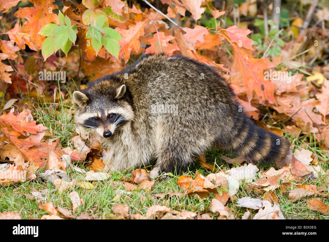 Northern Raccoon Procyon lotor Stock Photo - Alamy