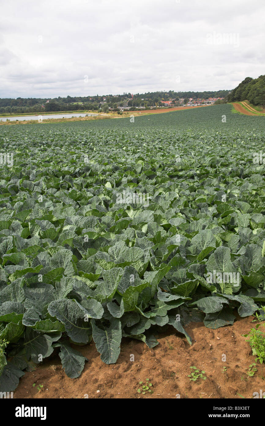 Cabbages crop hi-res stock photography and images - Alamy