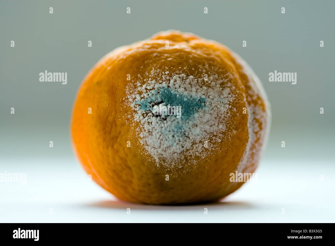 Fruit rotting rot mould mouldy hi-res stock photography and images - Alamy