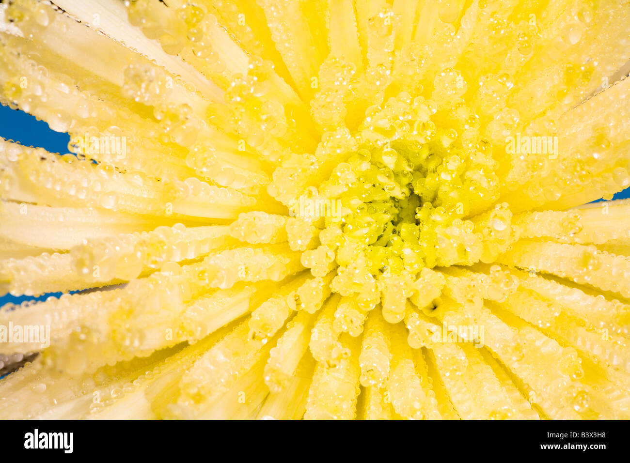 Yellow flower head Stock Photo - Alamy