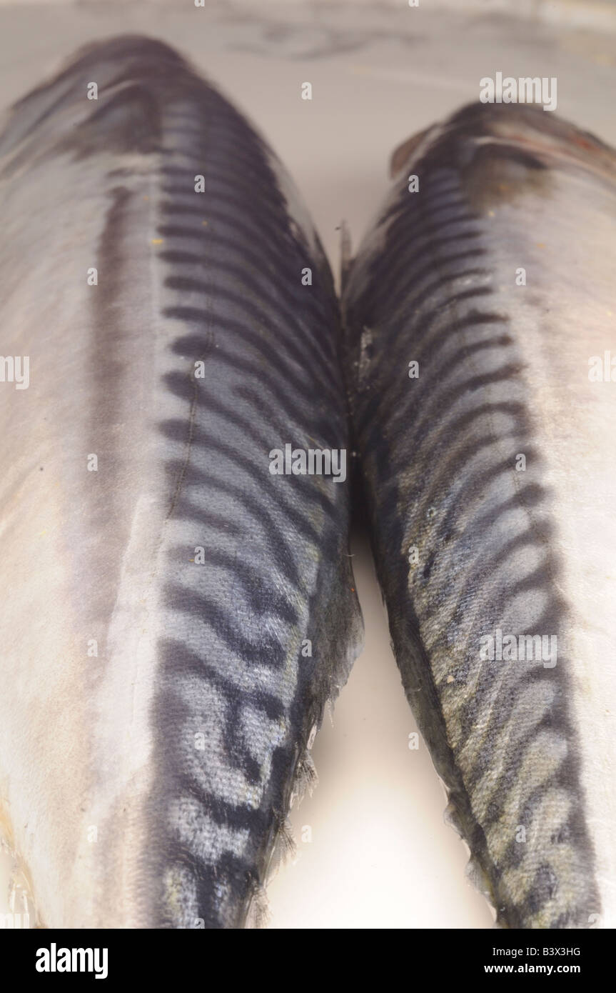 Two Mackerel side by side Stock Photo - Alamy