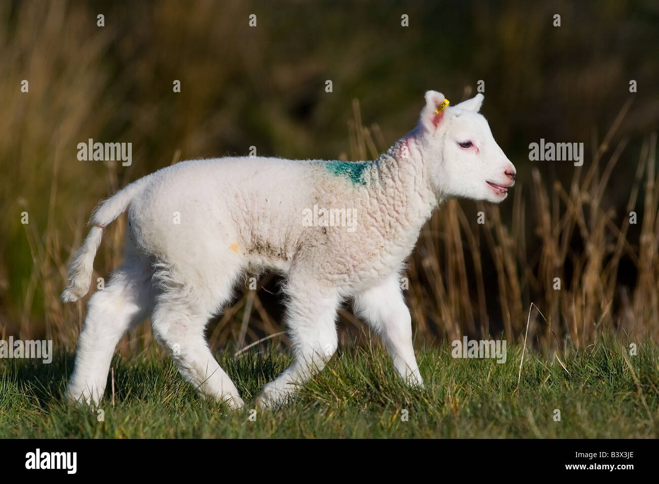 Lamb walking hi-res stock photography and images - Alamy