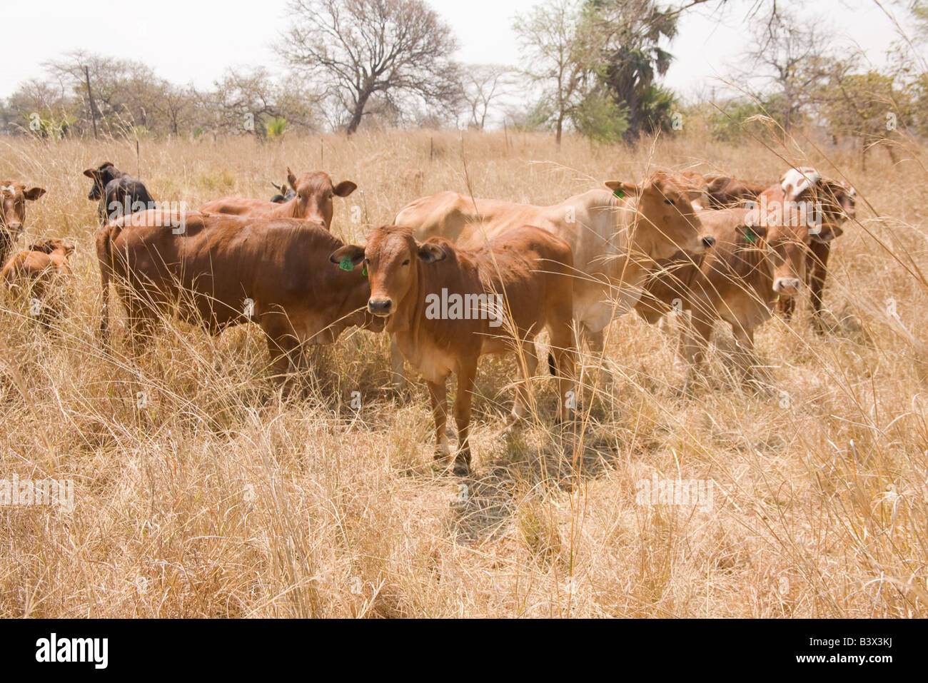 African cows hi-res stock photography and images - Alamy