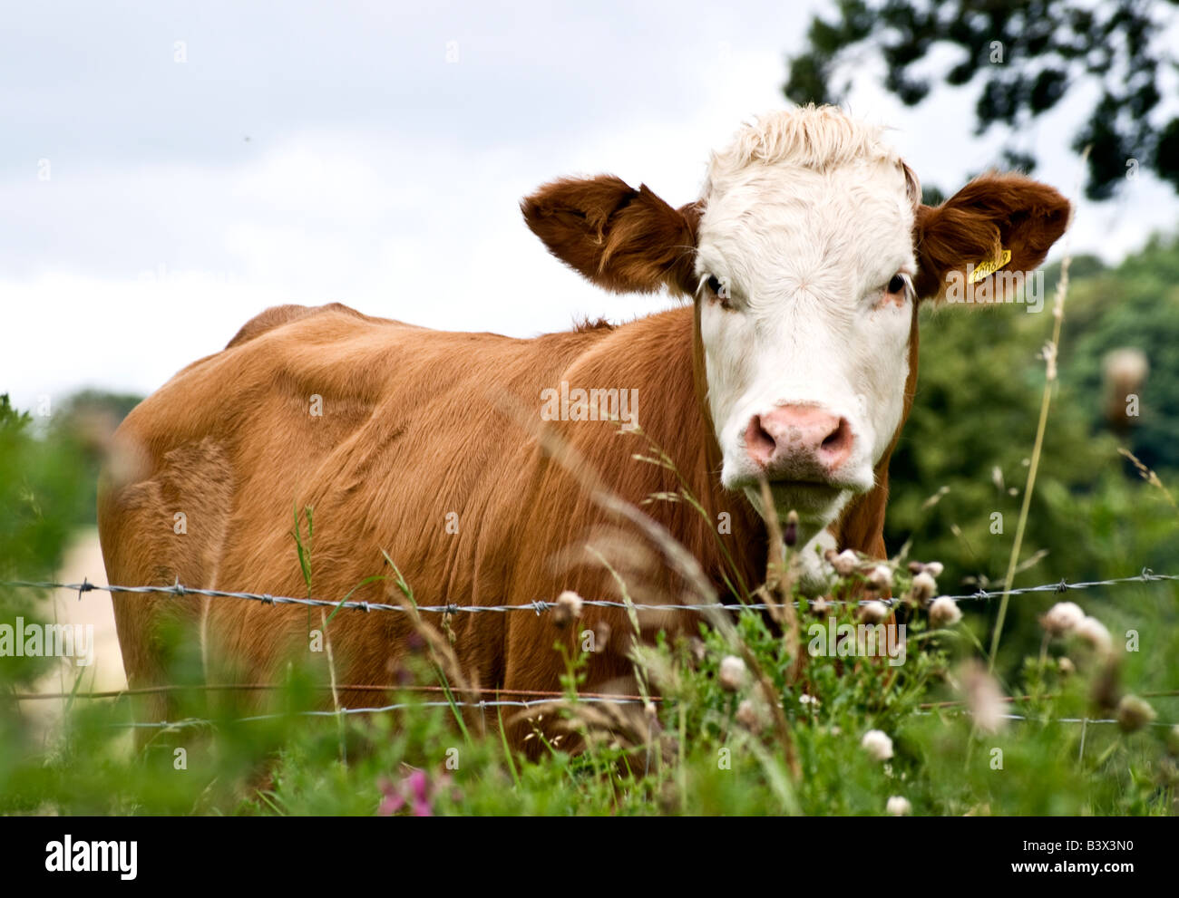 Nice cow hi-res stock photography and images - Alamy
