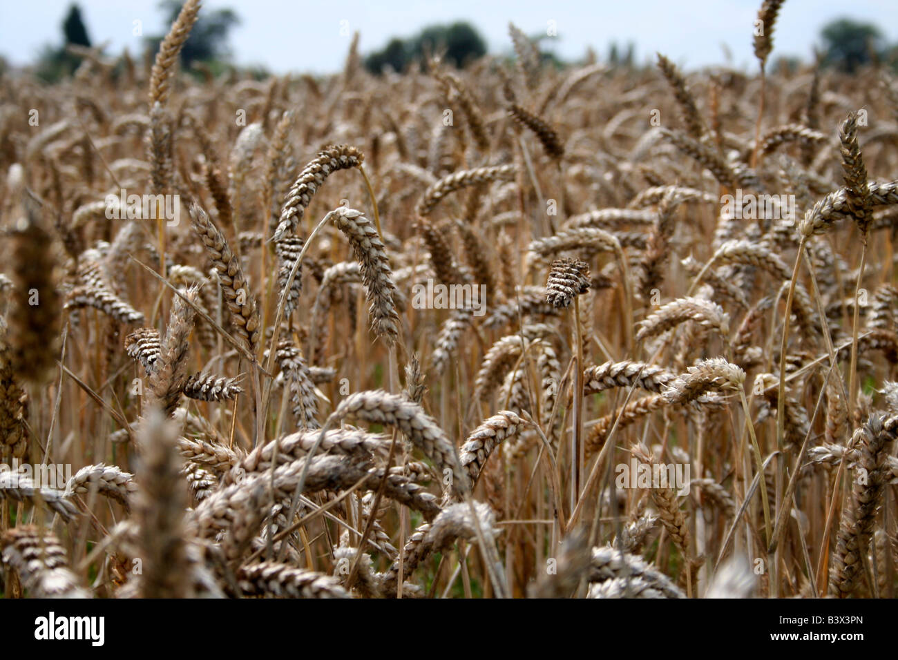 Wheat first hi-res stock photography and images - Alamy