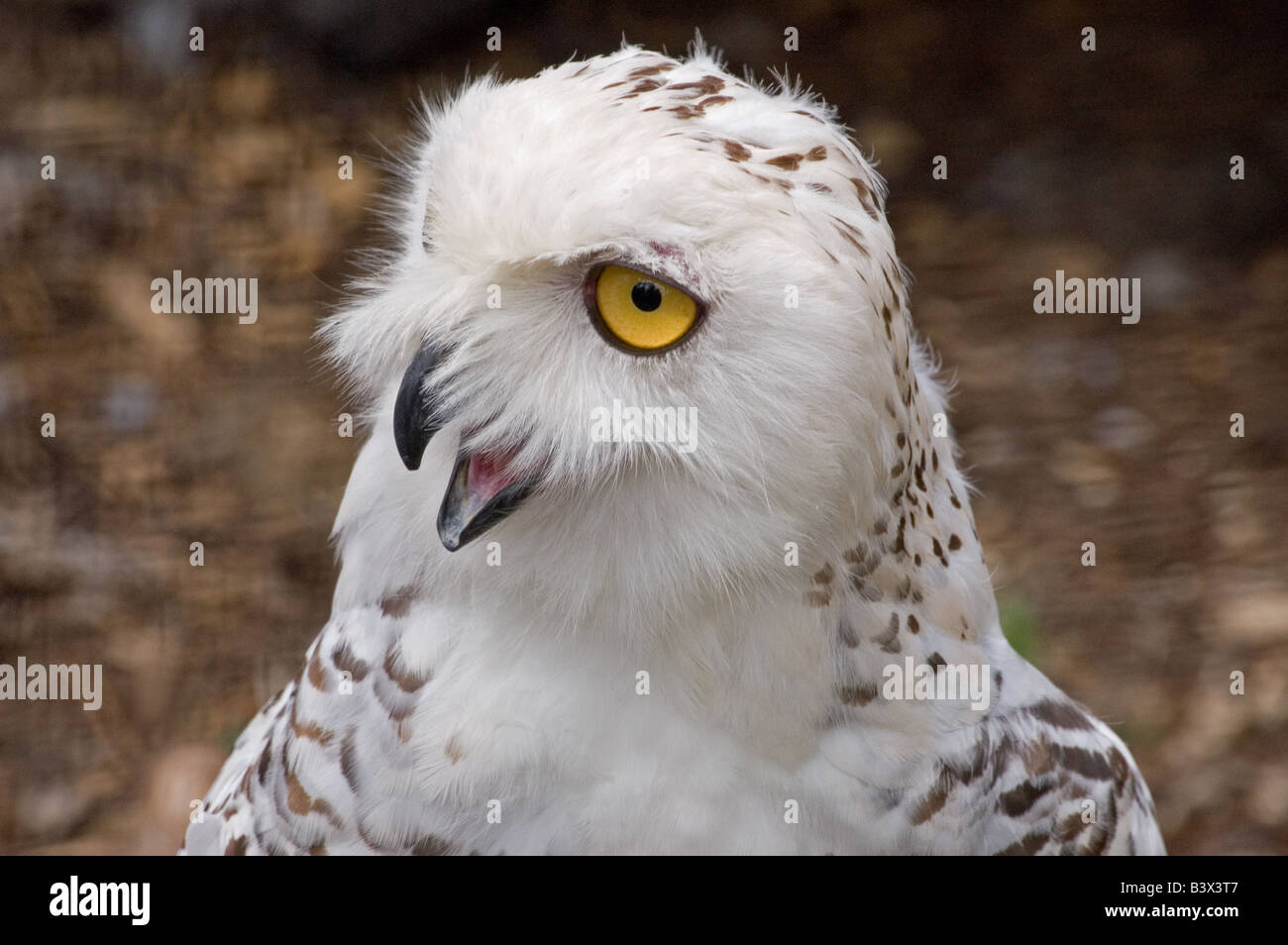 An angry Snowy Owl Stock Photo - Alamy