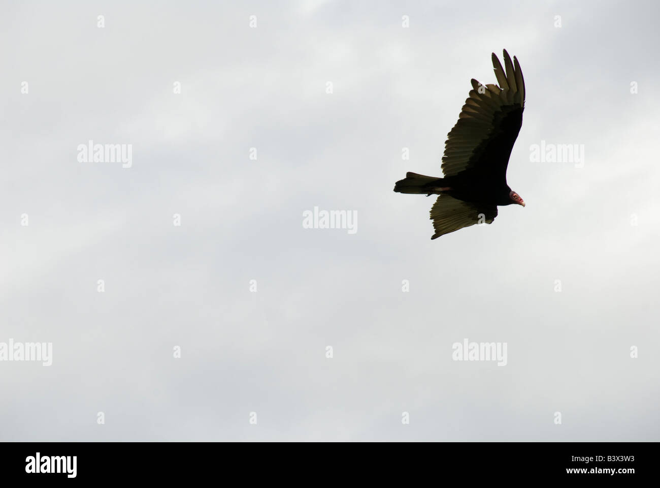 Flying hawk hi-res stock photography and images - Alamy