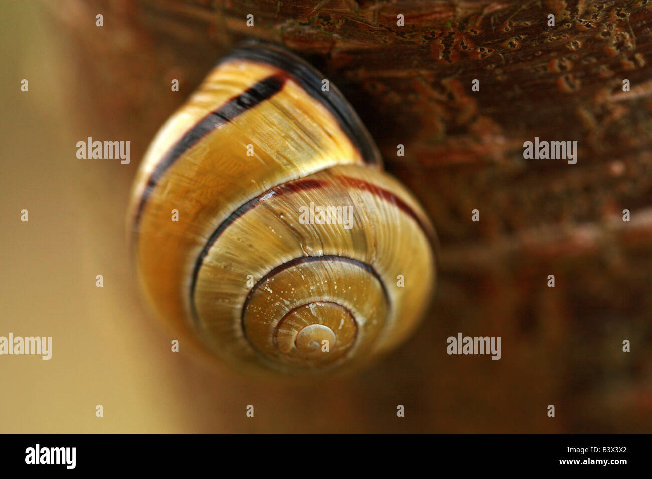 Snail shell swirl swirls hi-res stock photography and images - Alamy