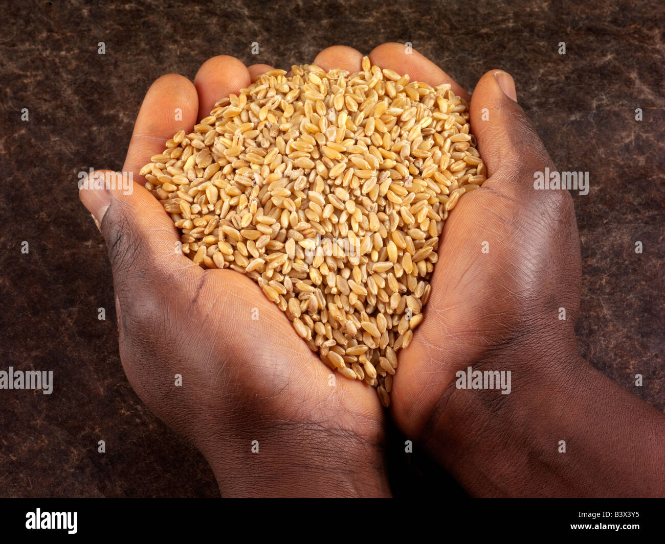 MAN HOLDING WHEAT KERNELS Stock Photo - Alamy