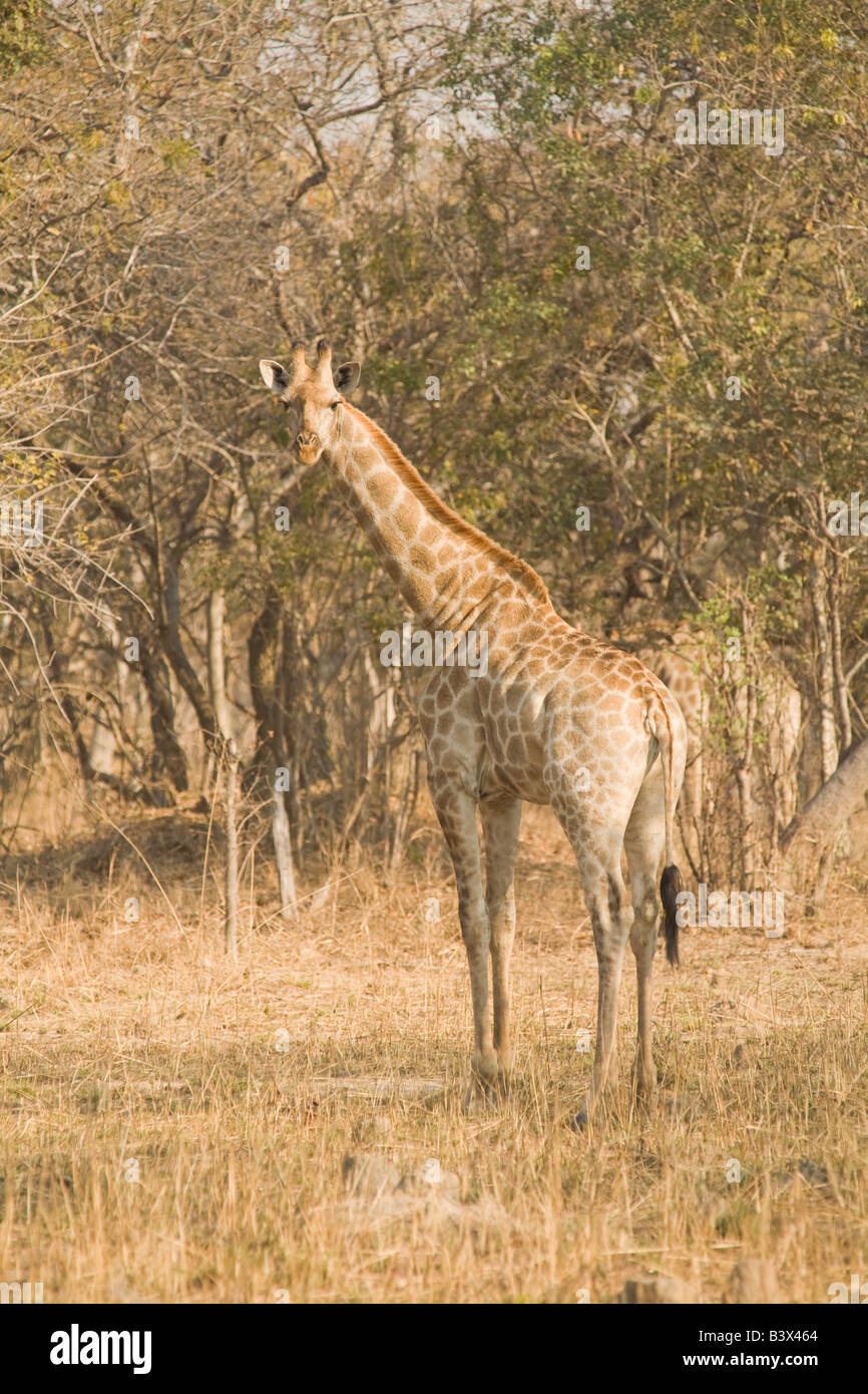 Giraffe at Lechewe Lodge Lusaka Zambia Africa Stock Photo - Alamy
