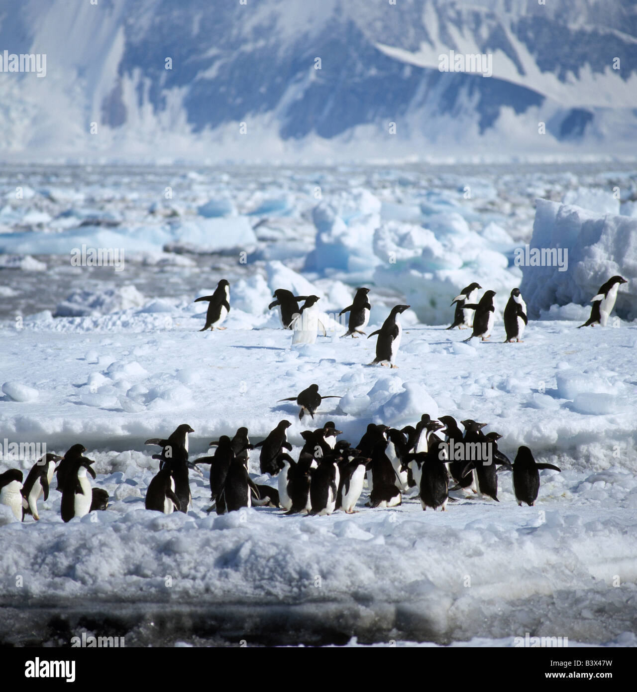 PENGUIN, Pygoscelis adeliae Stock Photo - Alamy