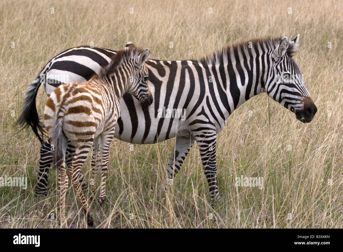 Young zebra with mother Stock Photo - Alamy