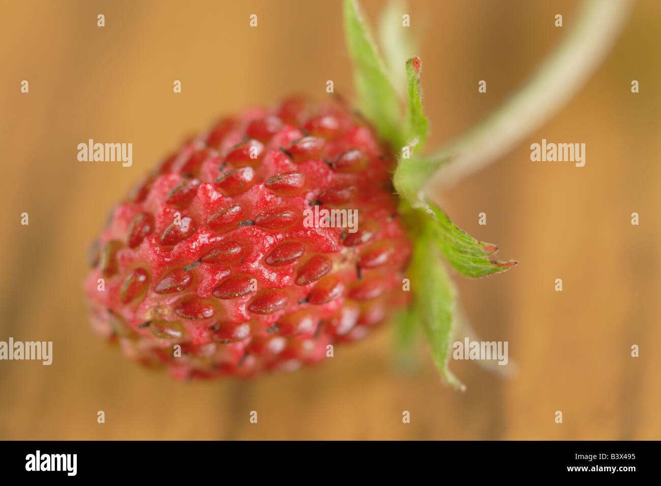 wild strawberry on rustic wooden background Stock Photo - Alamy
