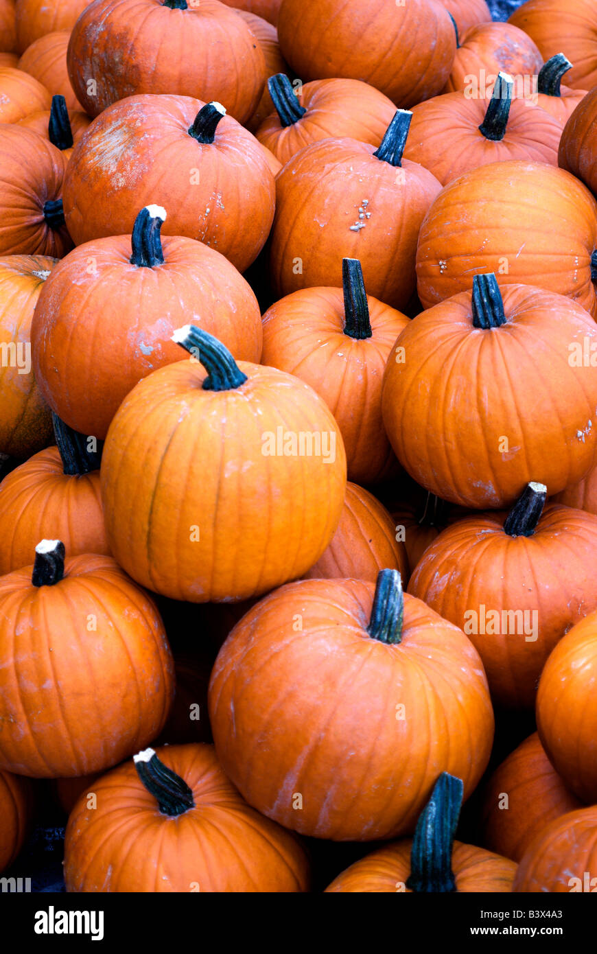 Stack of pumpkins pile of pumpkins Stock Photo - Alamy