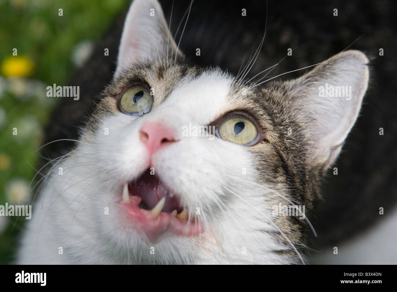 Carnassial teeth cat hi-res stock photography and images - Alamy