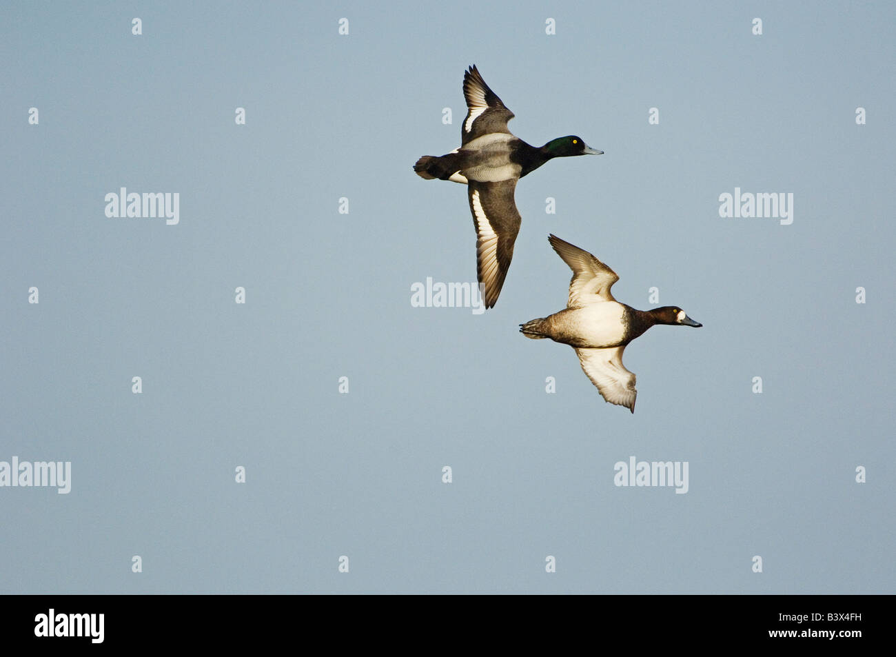 Two scaup in flight Stock Photo - Alamy