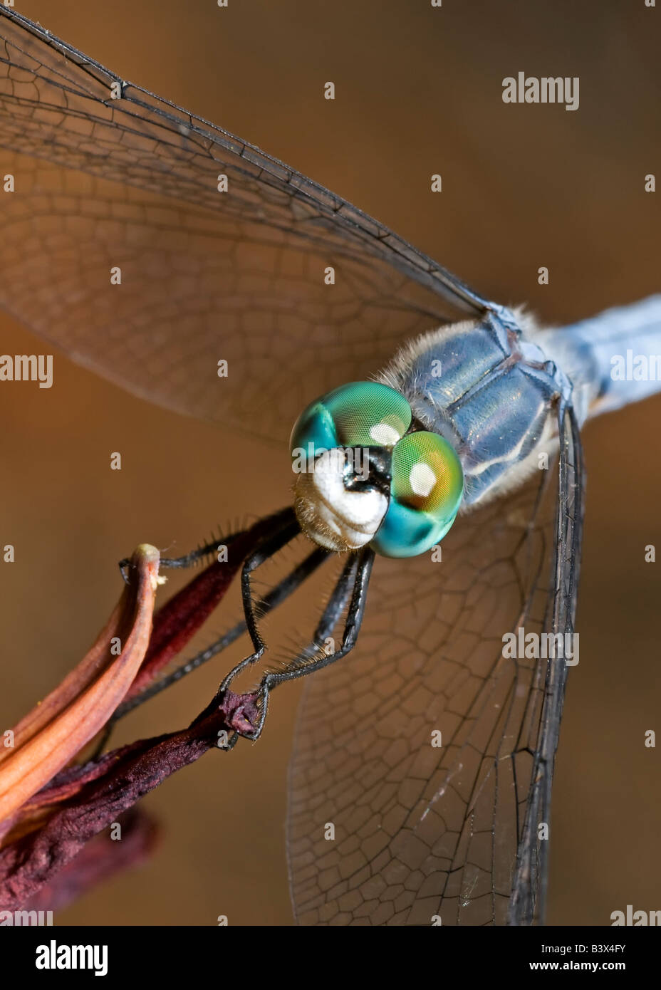 Blue male dasher hi-res stock photography and images - Alamy