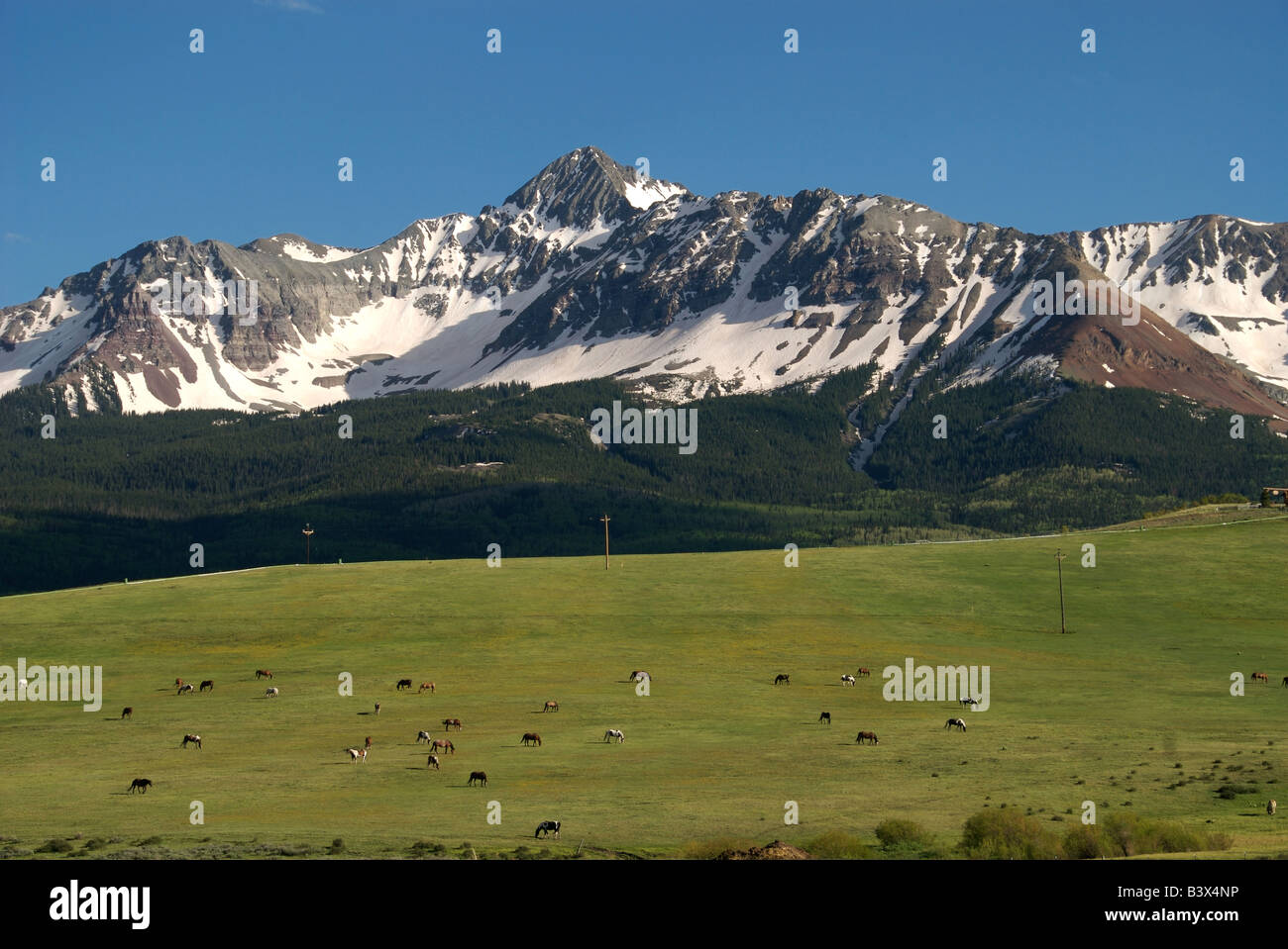 A group of horses in a high alpine meadow in front of Mt Wilson in the ...