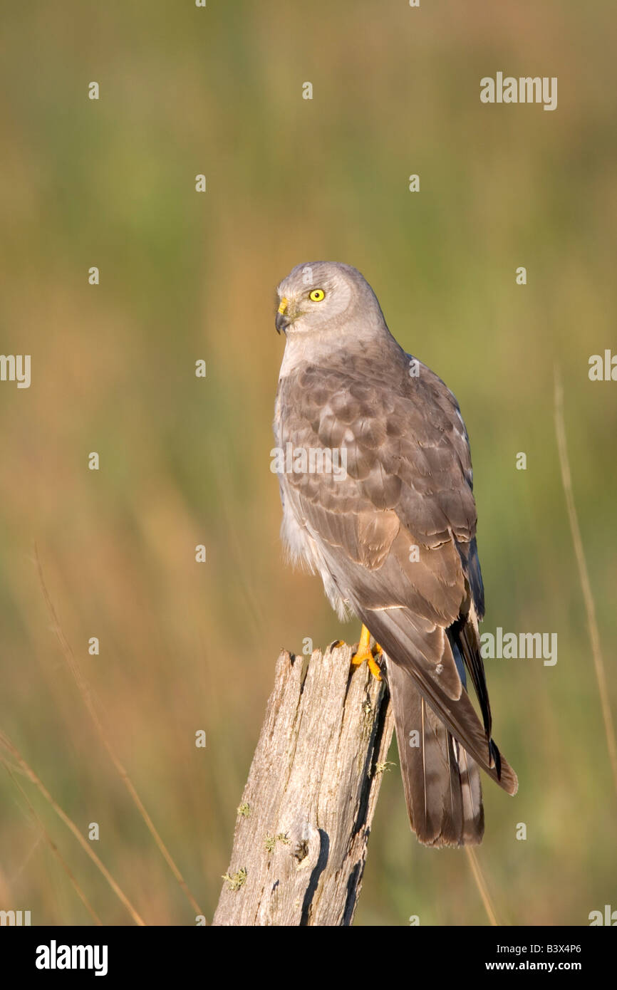 Northern Harrier Circus cyaneus Stock Photo - Alamy