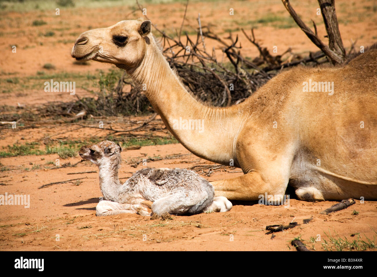 Newborn Baby Camel